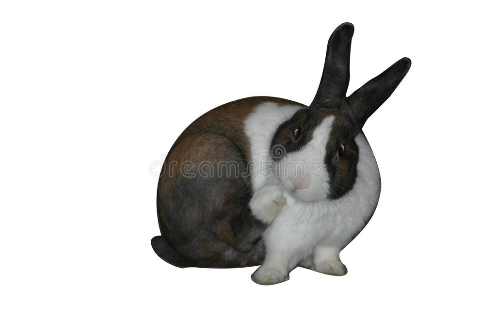 Dutch Rub stock image. Image of brown, bunny, friendly - 334293