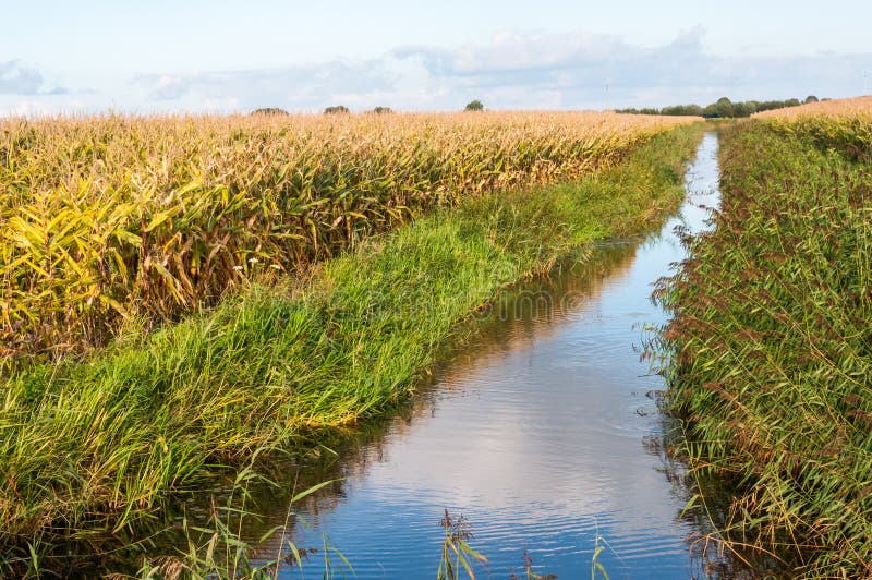 Dutch Rural Landscape in Autumn Stock Photo - Image of horizon, dutch ...