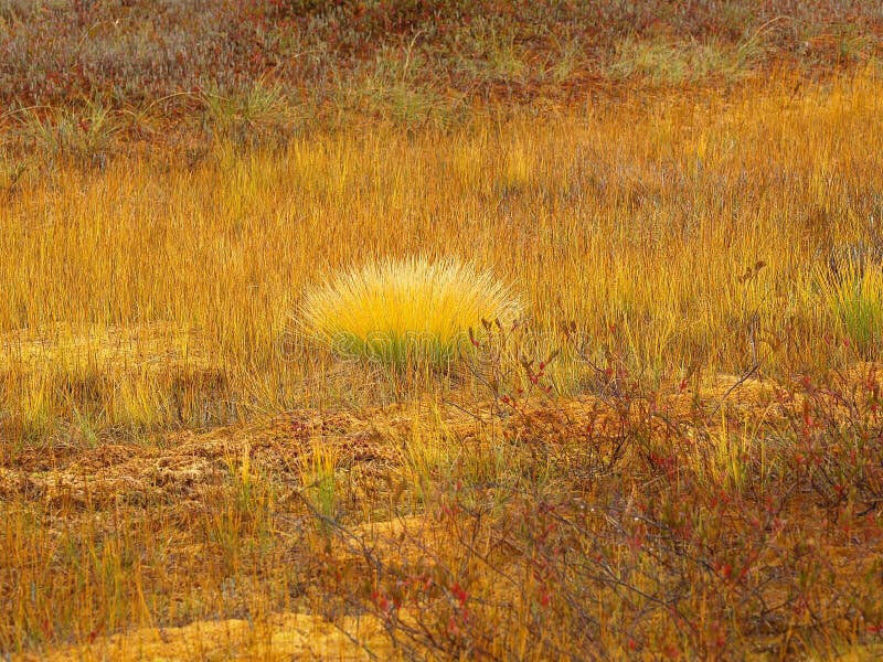 Dutchrush Stock Photos - Free & Royalty-Free Stock Photos from Dreamstime