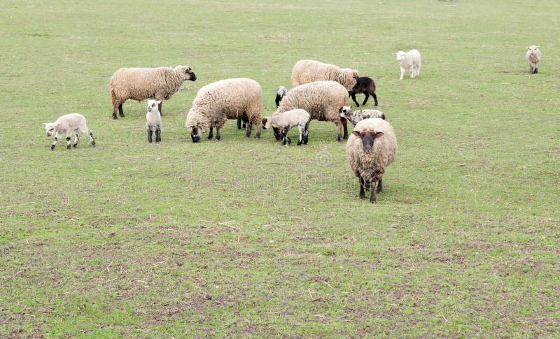 Dutch sheep stock image. Image of livestock, rural, frolic - 67398959