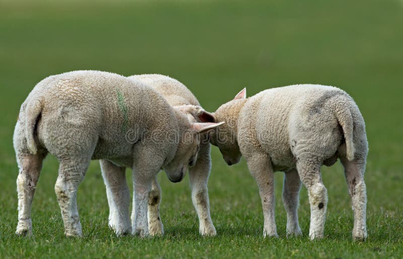 Dutch sheep stock photo. Image of holland, herd, cloudy - 31099628