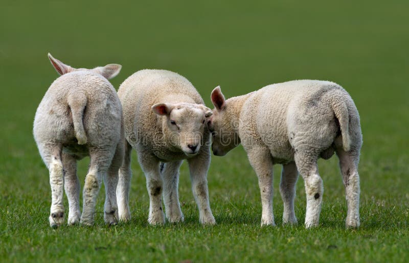 Dutch sheep stock image. Image of wool, sheepskin, animals - 31099693