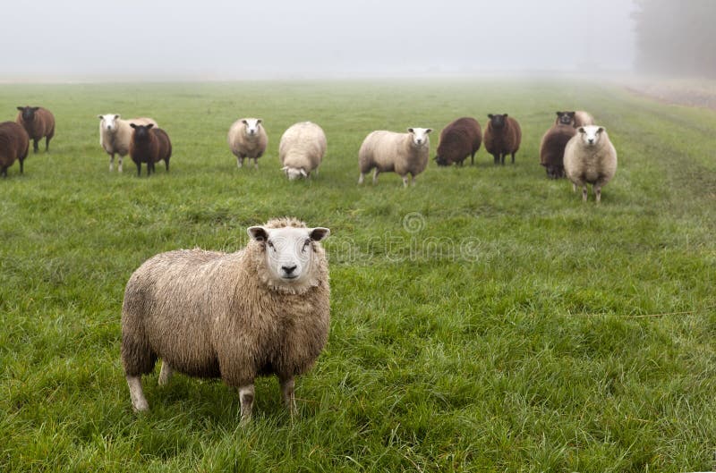 Dutch Sheep Lamb. a White Lamb Looks Cheerfully at the Camera, the Sun ...