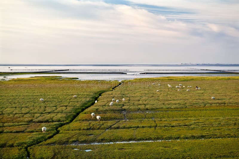 Sheep on the Swamp Mood by North Sea Stock Image - Image of coast ...