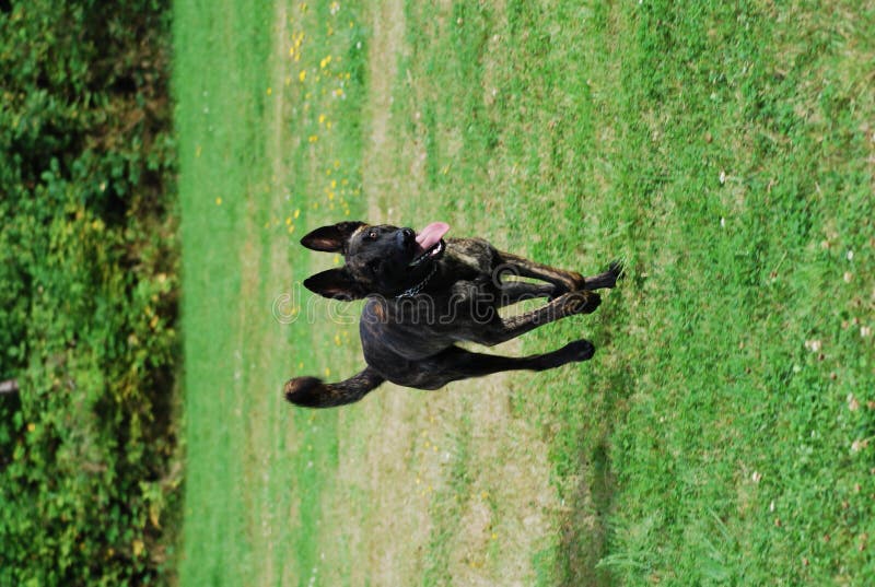 Dutch Shepherd stock image. Image of outside, grass, puppy - 20893419