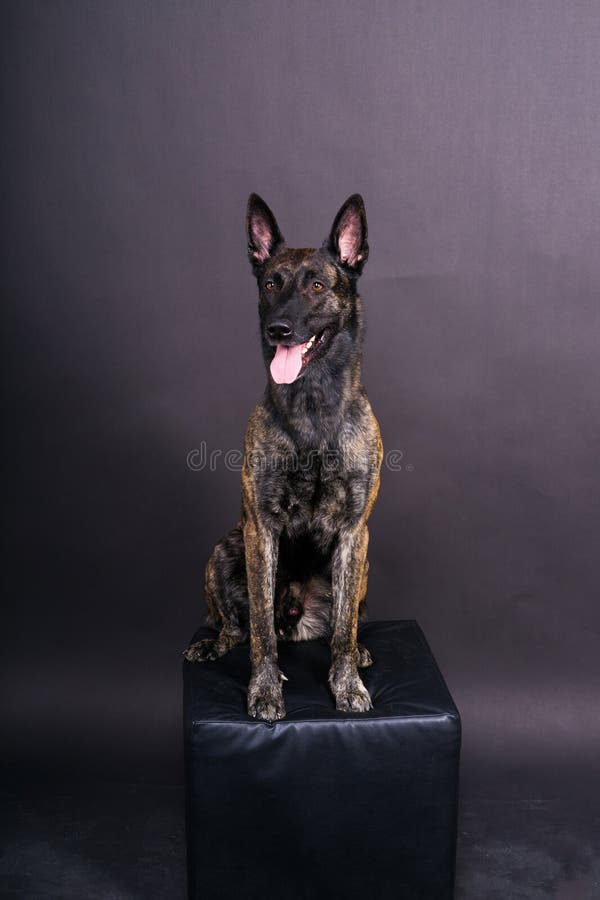 Dutch Shepherd Dog Sitting in the Chair in a Studio Stock Image - Image ...