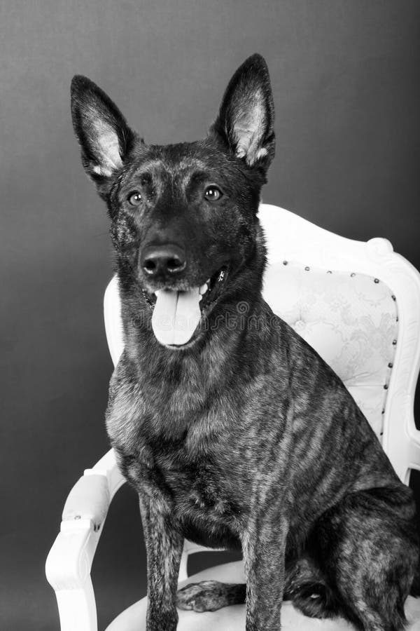 Dutch Shepherd Dog Sitting in the Chair in a Studio Stock Image - Image ...
