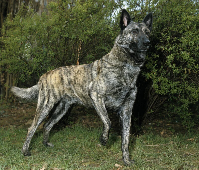 Dutch Shepherd Dog, Adult Standing on Grass Stock Image - Image of ...