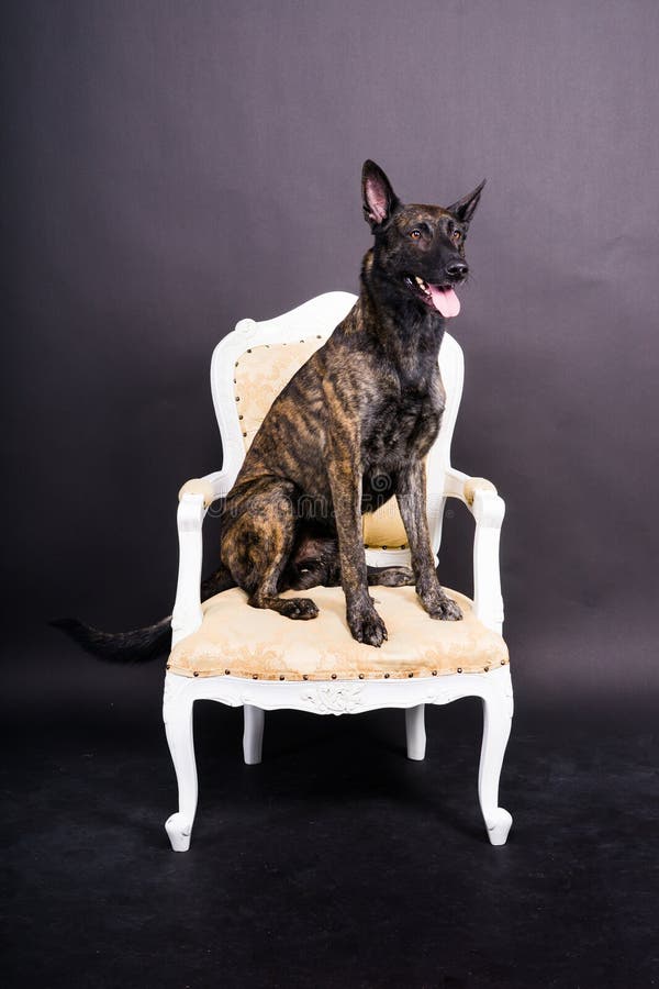 Dutch Shepherd Dog Sitting in the Chair in a Studio Stock Image - Image ...