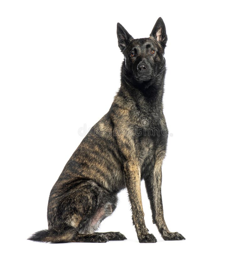 Dutch Shepherd Dog Sitting and Looking Away, Isolated on White Stock ...