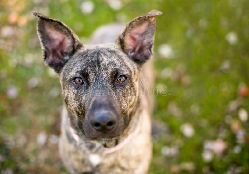 A Dutch Shepherd Mixed Breed Dog with Large Ears Stock Photo - Image of ...