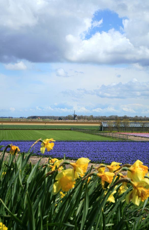 Dutch spring bouquet stock image. Image of bright, fresh - 498441