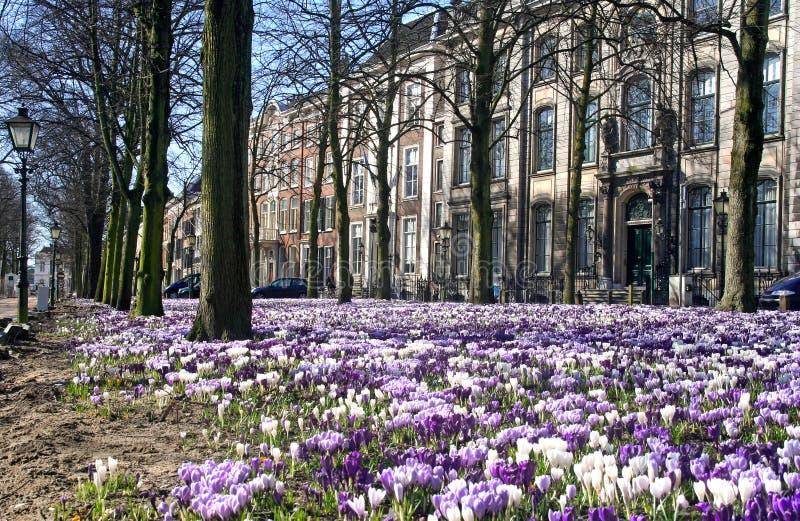 Dutch Spring stock image. Image of houses, city, season - 8481105