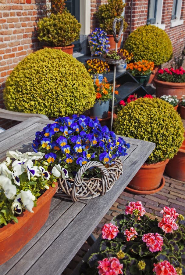 Dutch spring stock photo. Image of empty, plant, vase - 31186126