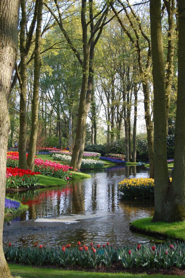 Spring scene stock photo. Image of petals, cherry, fragrant - 8020076