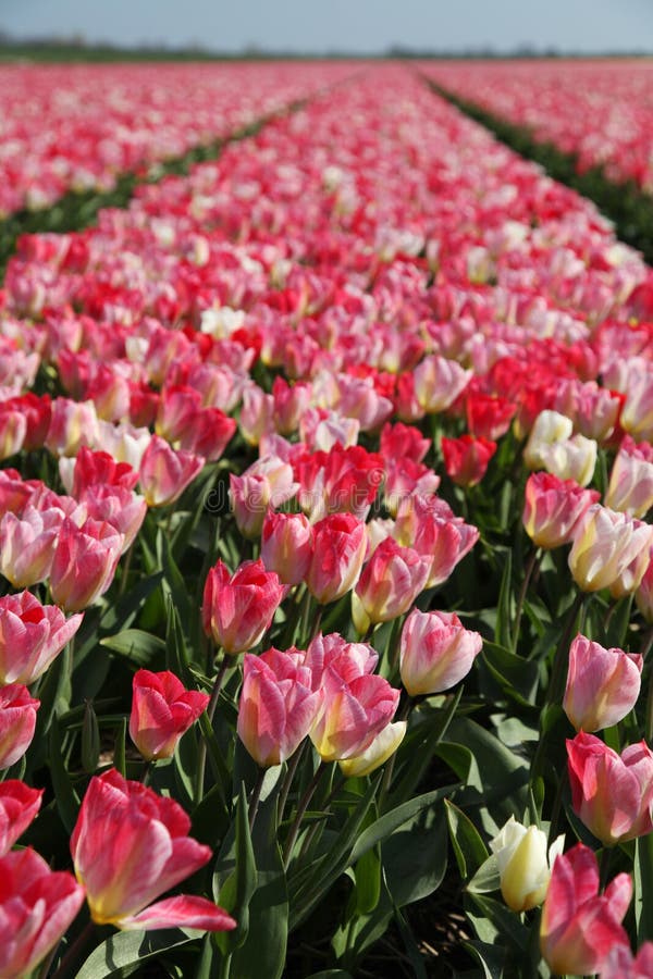 Dutch Springtime Pink Tulips Stock Photo - Image of field, garden ...