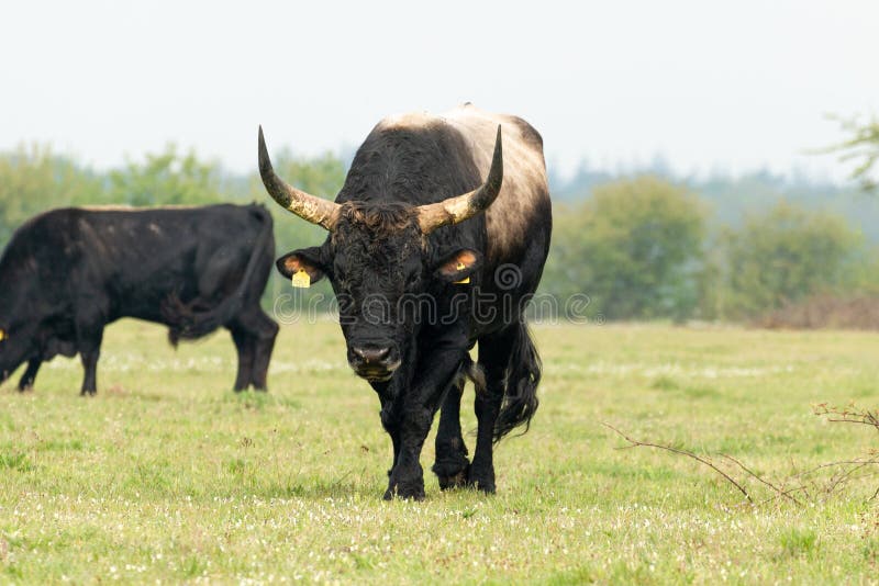 Dutch Taurus Bull Walking in the Maashorst in Brabant, the Netherlands ...