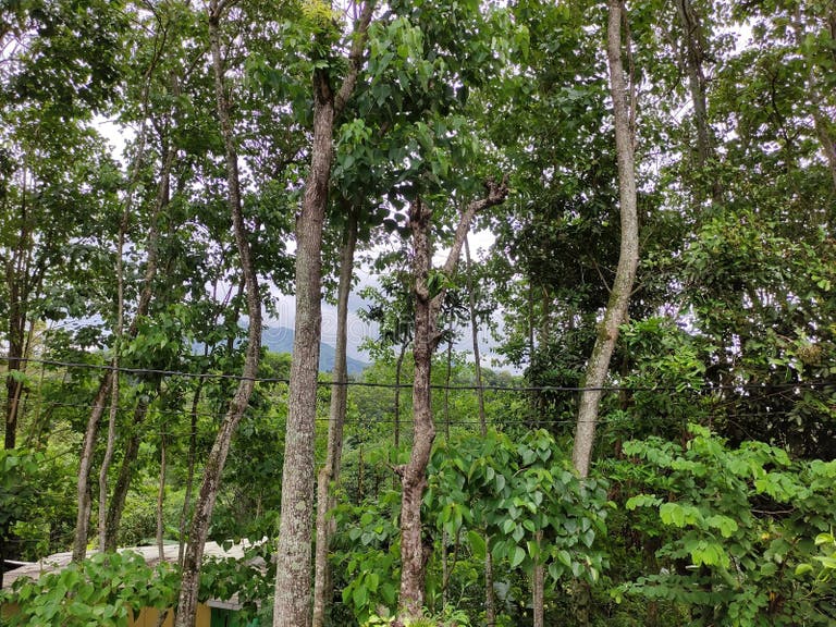 Dutch teak trees stock image. Image of dutch, trunks - 291943007