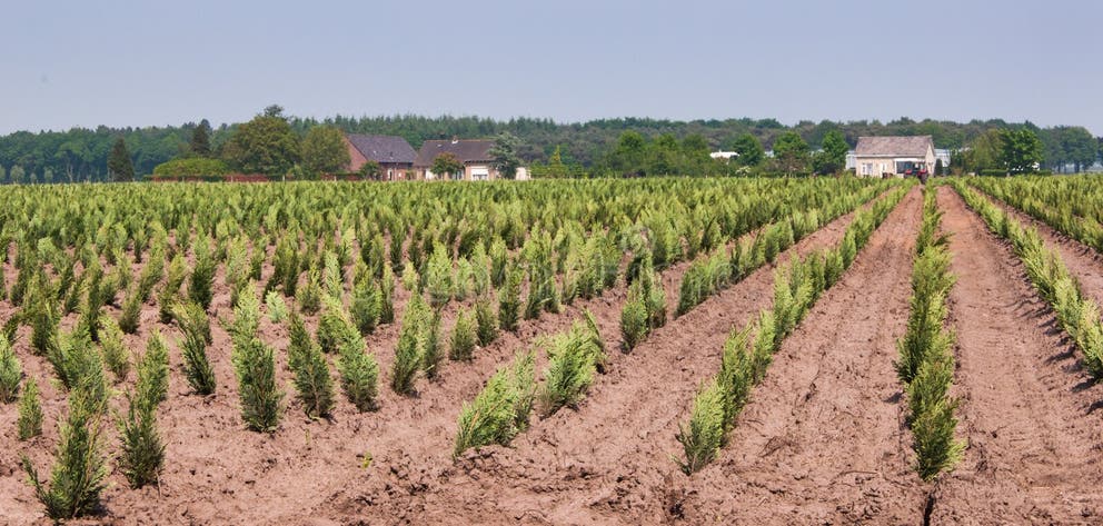 Dutch tree nursery stock photo. Image of conifer, natural - 24962556