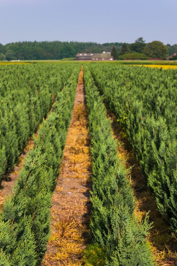 Dutch tree nursery stock photo. Image of conifer, beautiful - 24963892