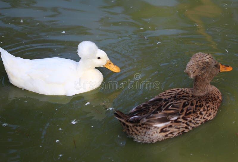 Dutch tufted duck stock image. Image of nature, crested - 108380491