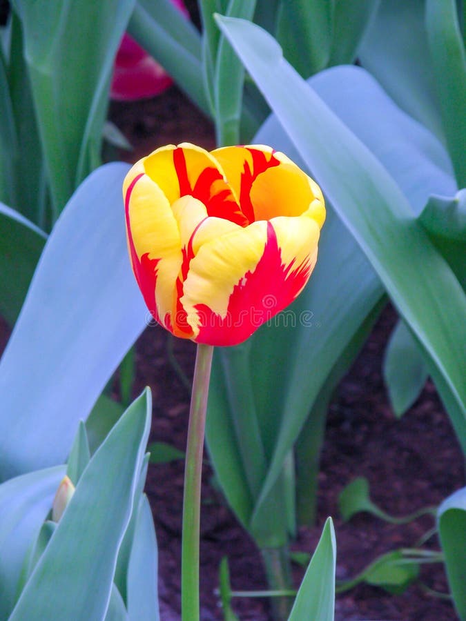 Dutch Flamed Red and Yellow Tulip Flower Stock Image - Image of ...