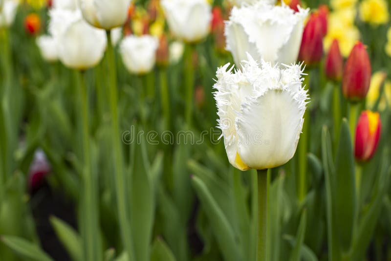 Dutch Tulip Blossom Flower Pattern Postcard Flower Background Stock ...