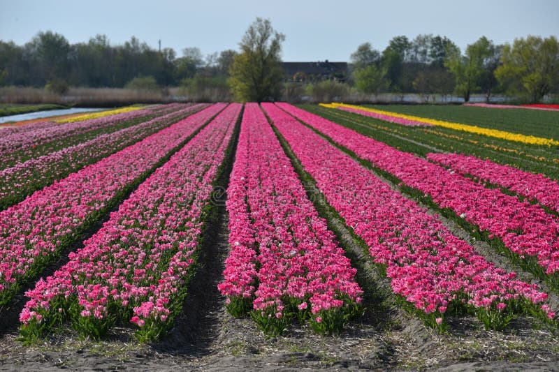 Dutch tulip fields stock photo. Image of bright, colorful - 249389562