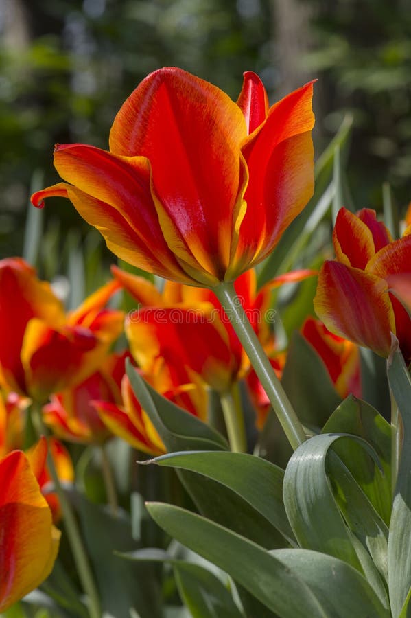 Dutch Tulip stock photo. Image of flowers, tulpe, tulips - 82341498