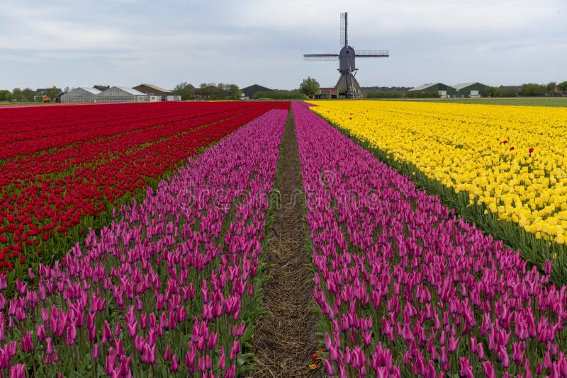 Dutch Tulip Bulbs Field and Windmill Landscape Stock Photo - Image of ...