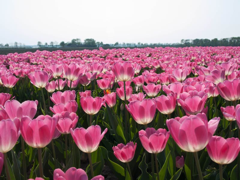 Dutch Tulips stock image. Image of tulip, dutch, view - 22719703
