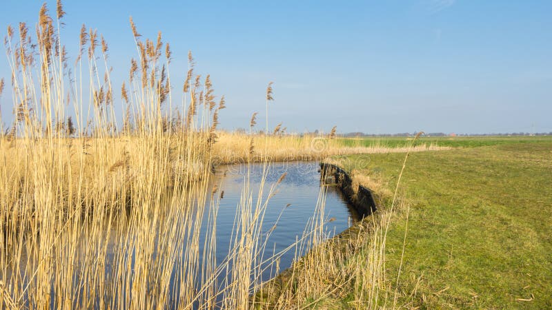Dutch Waterlandscape with Reed Along the Water Stock Image - Image of ...