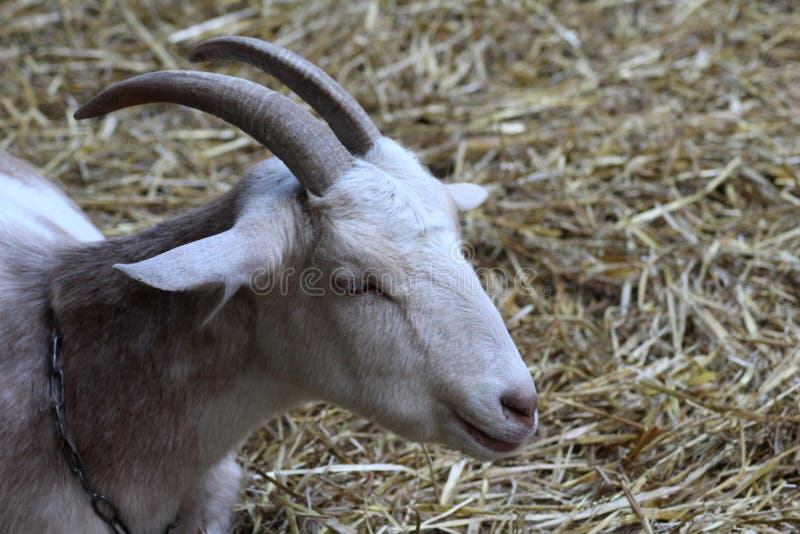 Dutch white goat stock photo. Image of cute, grassfield - 81217346
