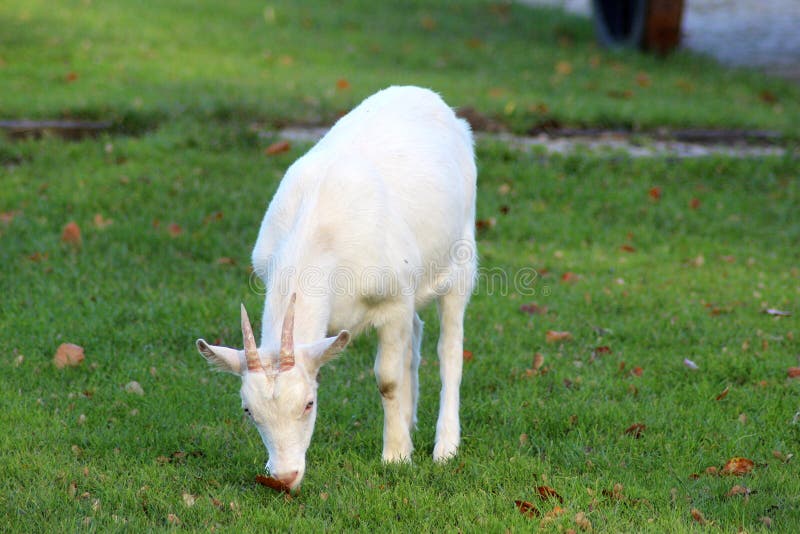 Dutch white goat stock image. Image of shabby, paint - 81217861