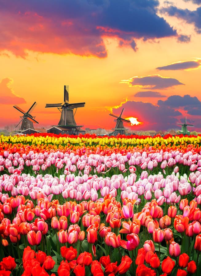 Dutch wind mills stock image. Image of amsterdam, schans - 110302069