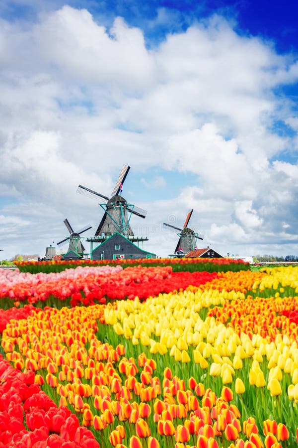 Dutch wind mills stock photo. Image of amsterdam, field - 81418384