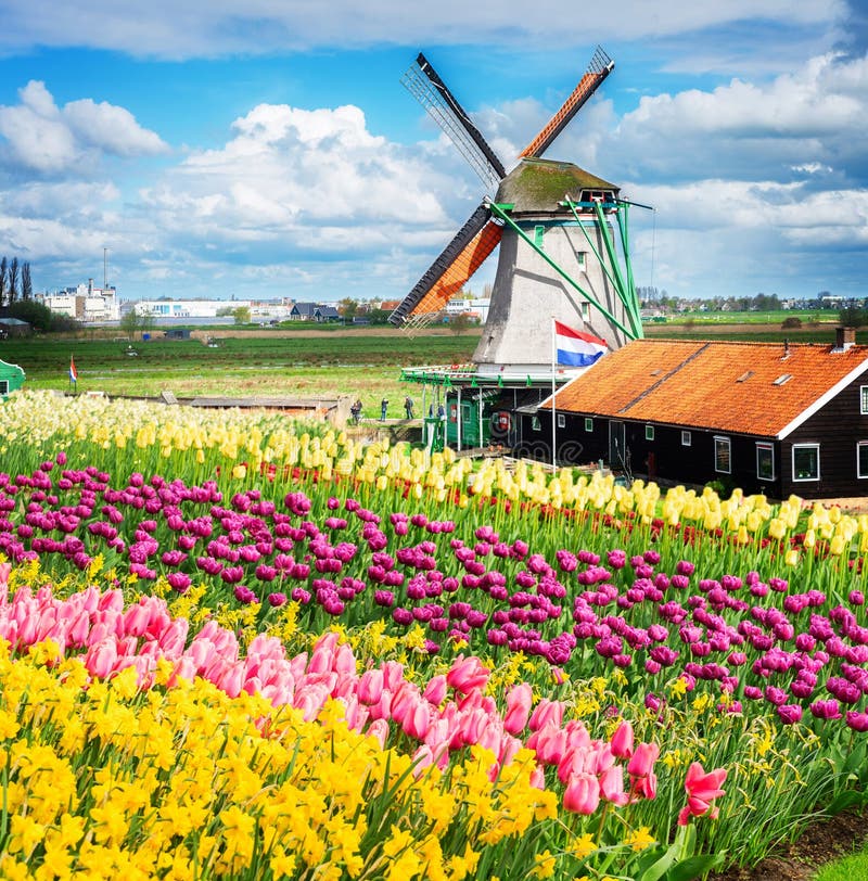 Dutch wind mills stock photo. Image of museum, farm, building - 81417430
