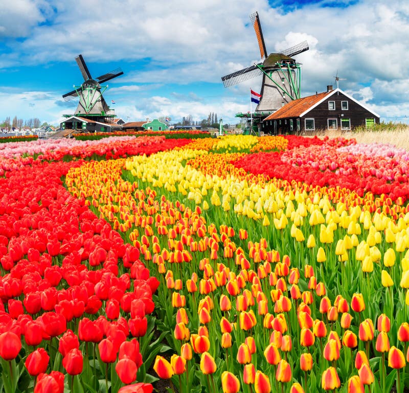 Dutch wind mills stock image. Image of landmark, netherlands - 83835345