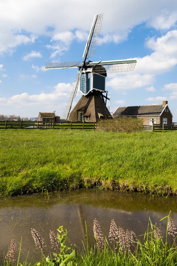 Dutch Windmill with Flowering Meadow in Spring Stock Image - Image of ...