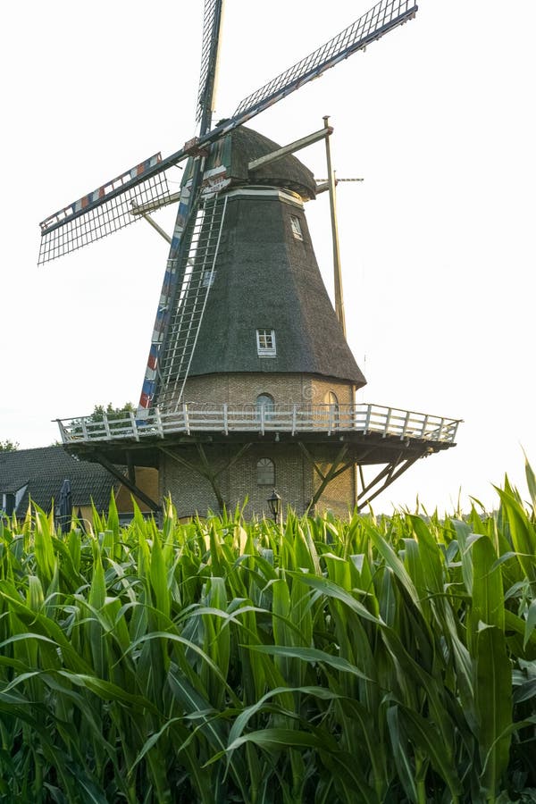 Dutch Windmill, Small Village in North Brabant, Mill and Corn Fields on ...