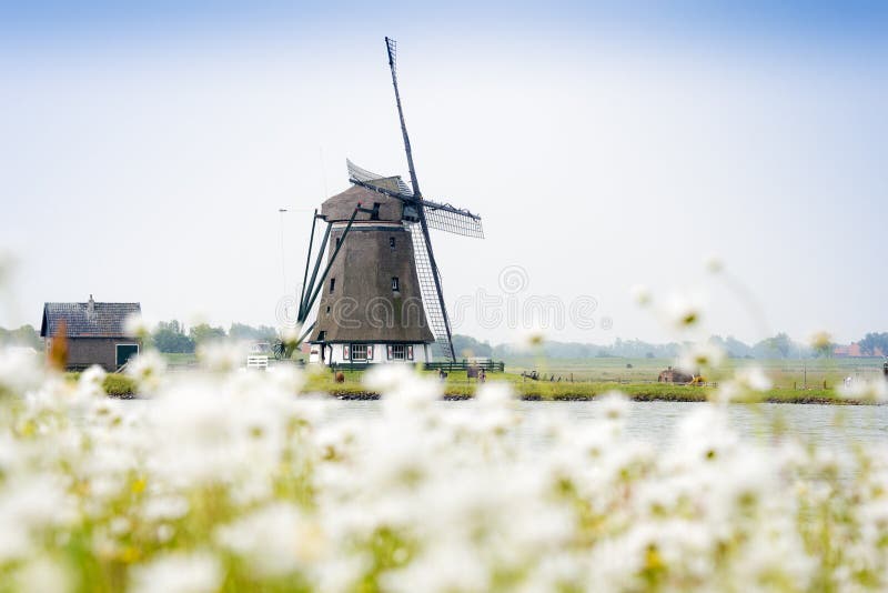 Dutch Windmill with White Flowers in Front Stock Image - Image of ...