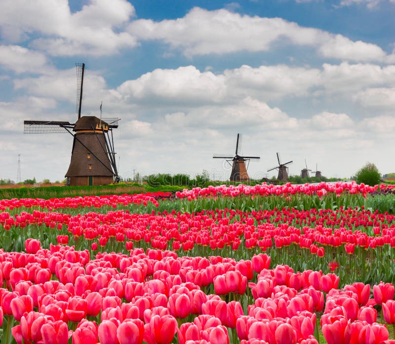Dutch Windmills in Spring Day Stock Photo - Image of netherlands ...