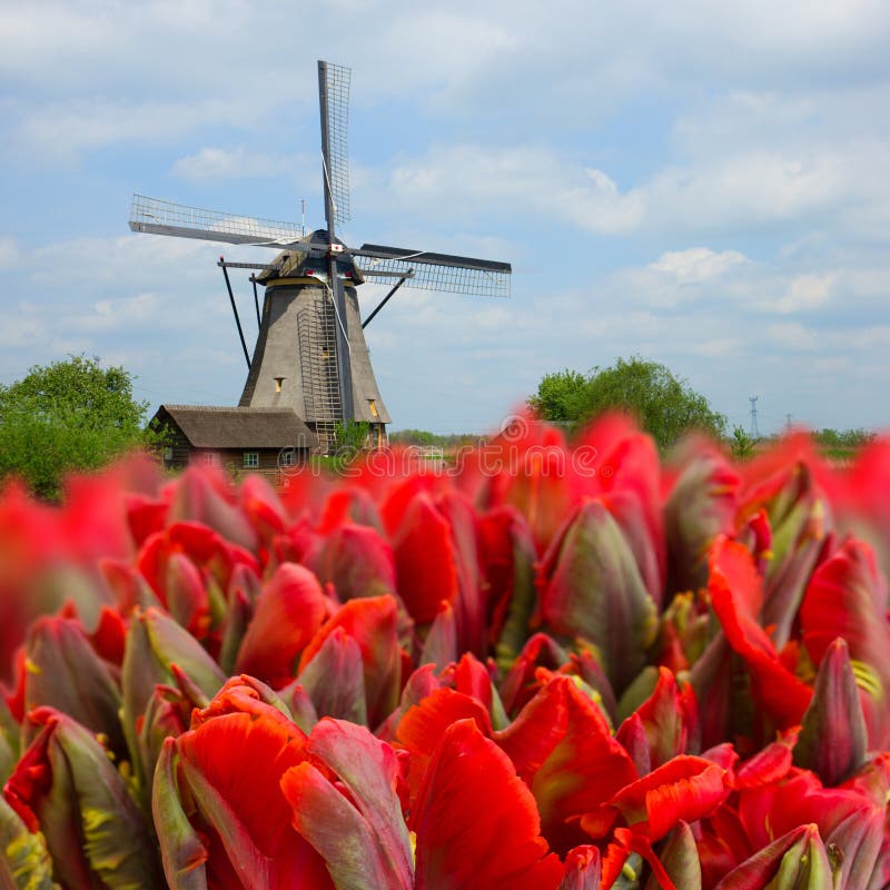 Dutch Windmills with Tulips Stock Photo - Image of landmark, green ...