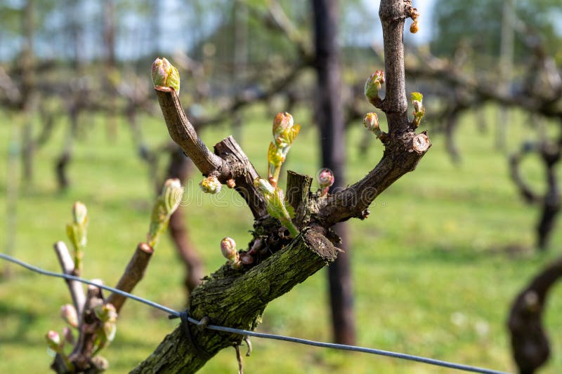 Dutch Winery and Vineyard in North Brabant, Netherlands, Rows on ...