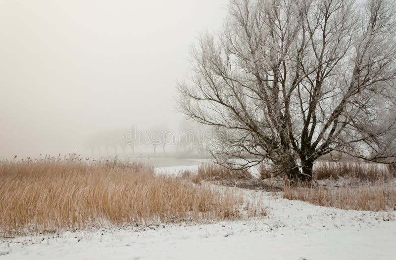 Dutch Winter Landscape with Snow and Low Sun Stock Photo - Image of ...