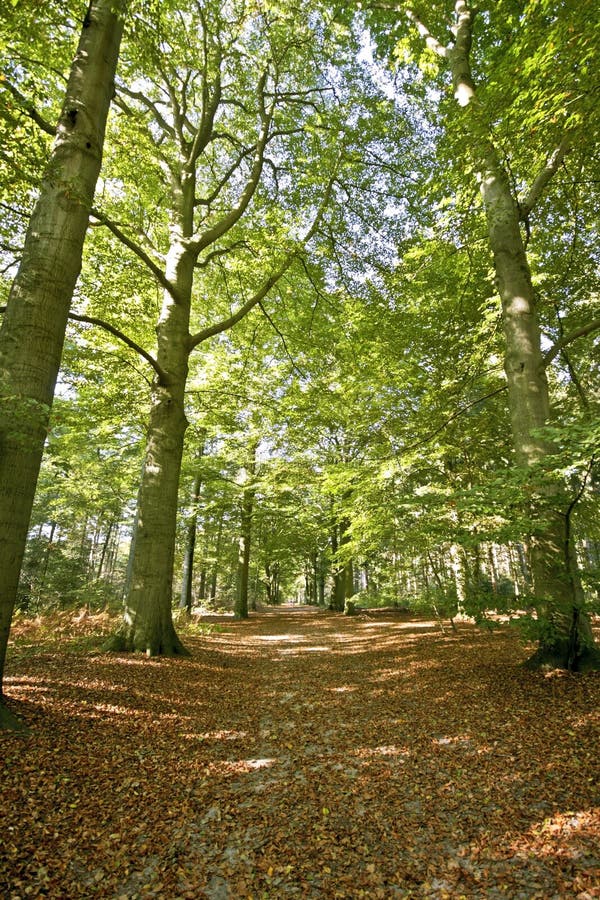 The Dutch Woods in the Netherlands Stock Image - Image of brown ...