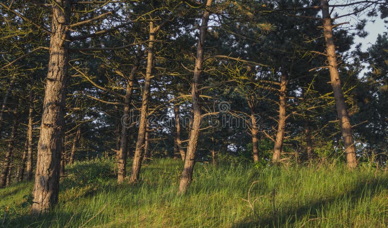 Dutch woods in the sunset stock image. Image of park - 103566037