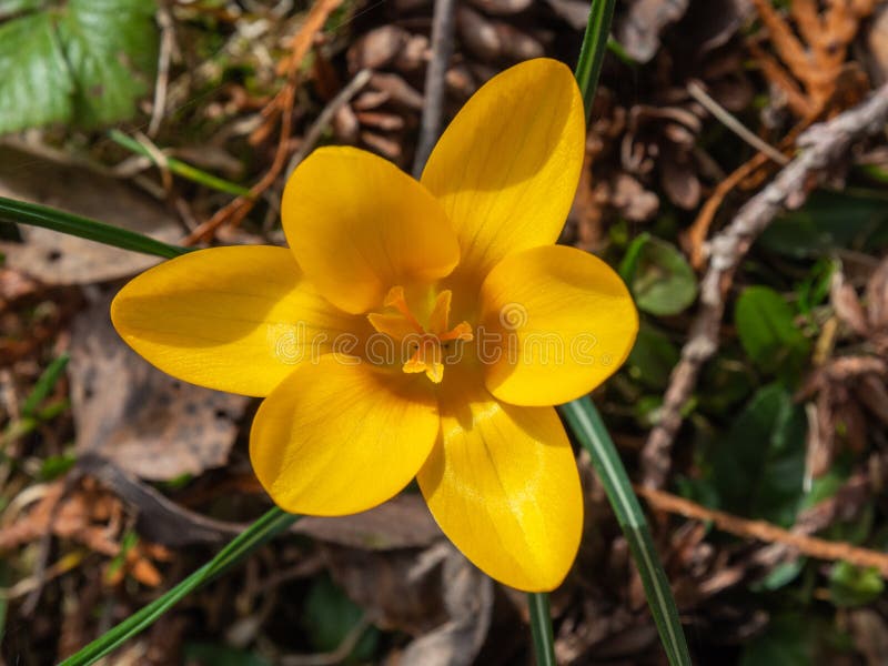 Dutch Yellow Crocus Closeup Stock Photo - Image of spring, petal: 355443076