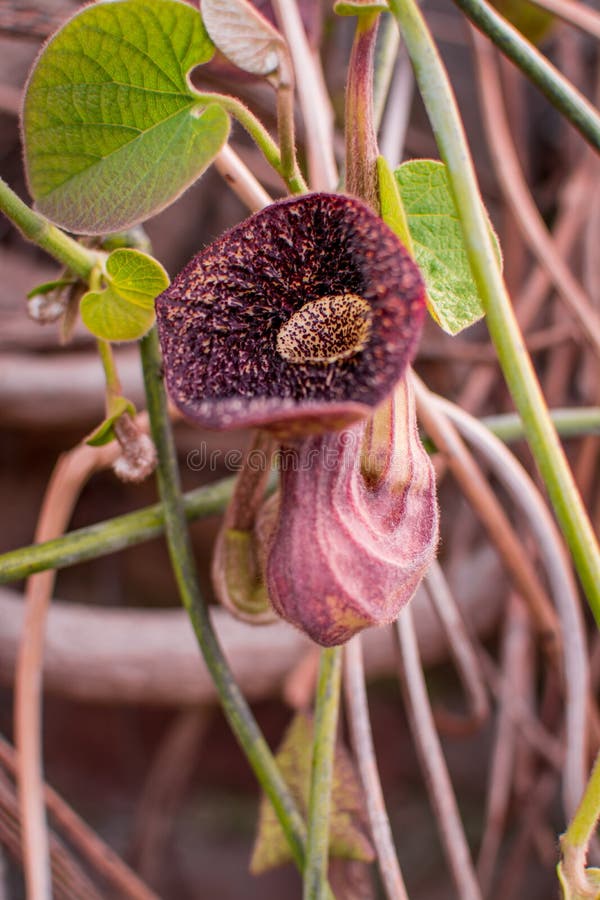 Dutchmans Pipevine Bloom Stock Photos - Free & Royalty-Free Stock ...
