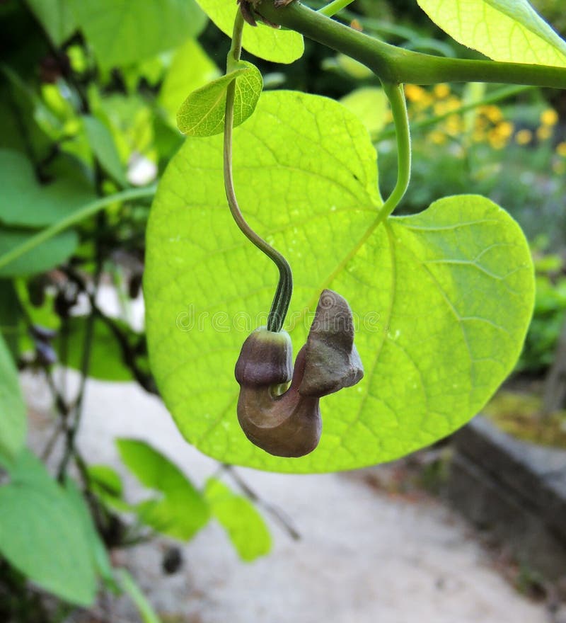 Dutchman`s Pipe or Pipevine Stock Image - Image of leaves, aristolochia ...